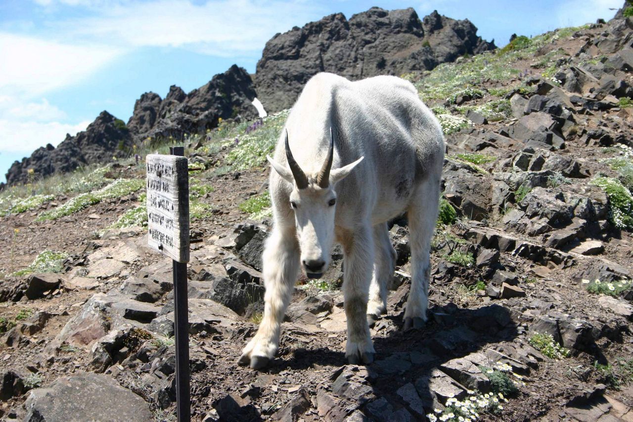 Goats get lift out of park into other Washington forests