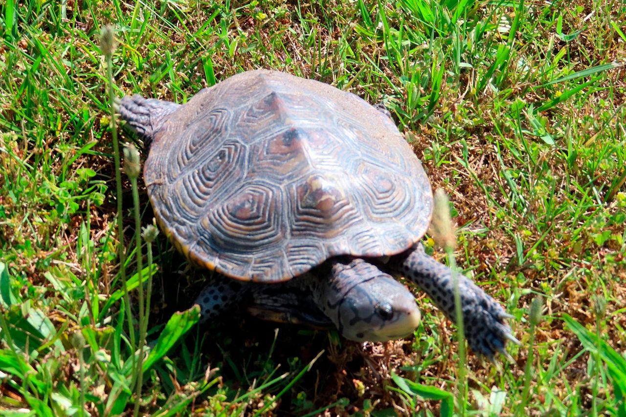 Happy together: Orphaned turtles and kids who set them free