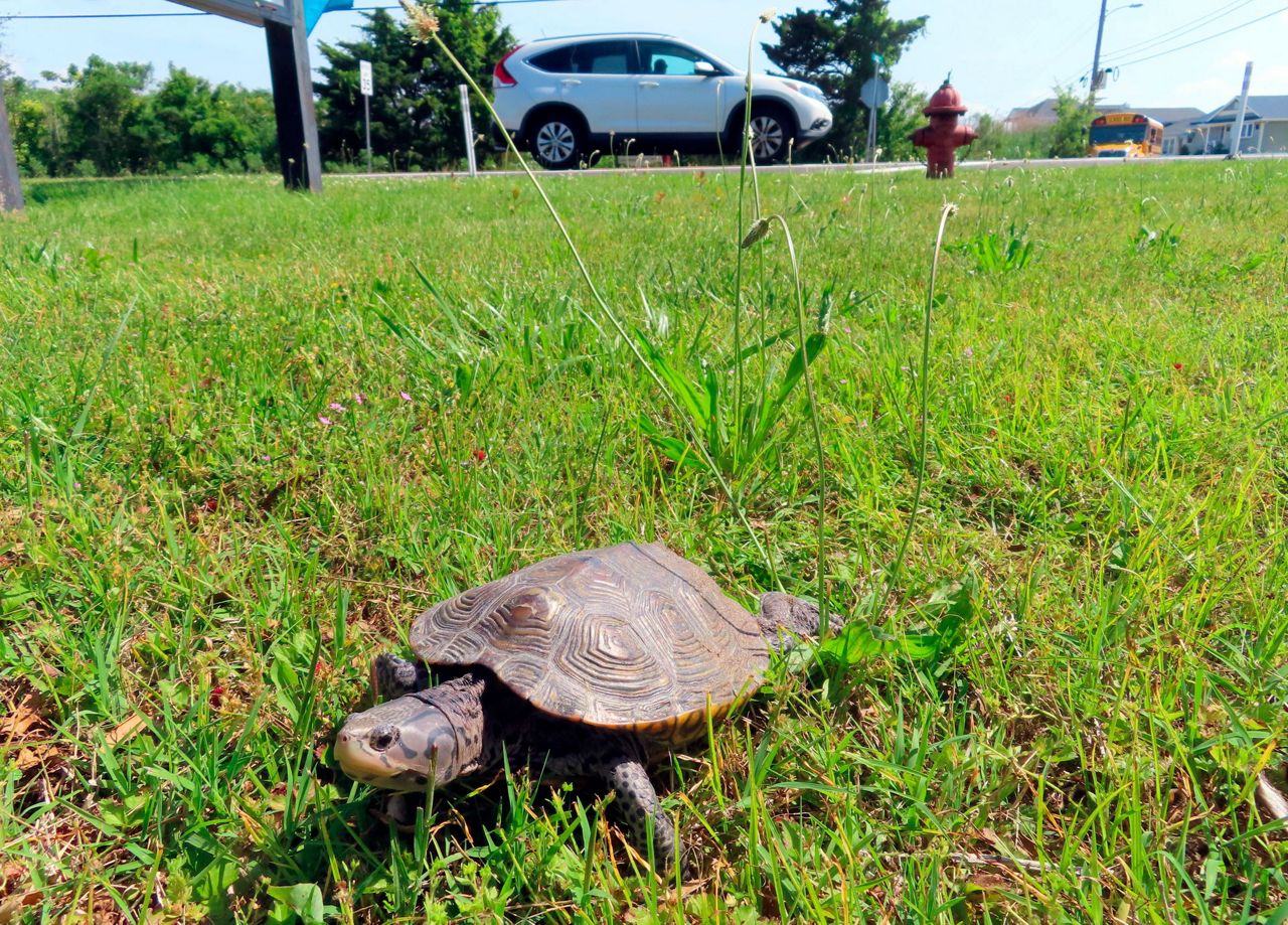 Happy together: Orphaned turtles and kids who set them free