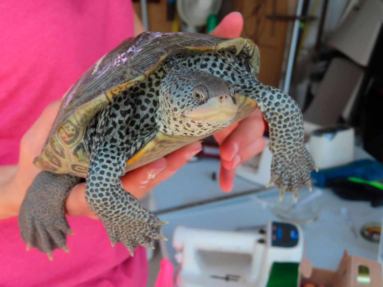 Happy together: Orphaned turtles and kids who set them free