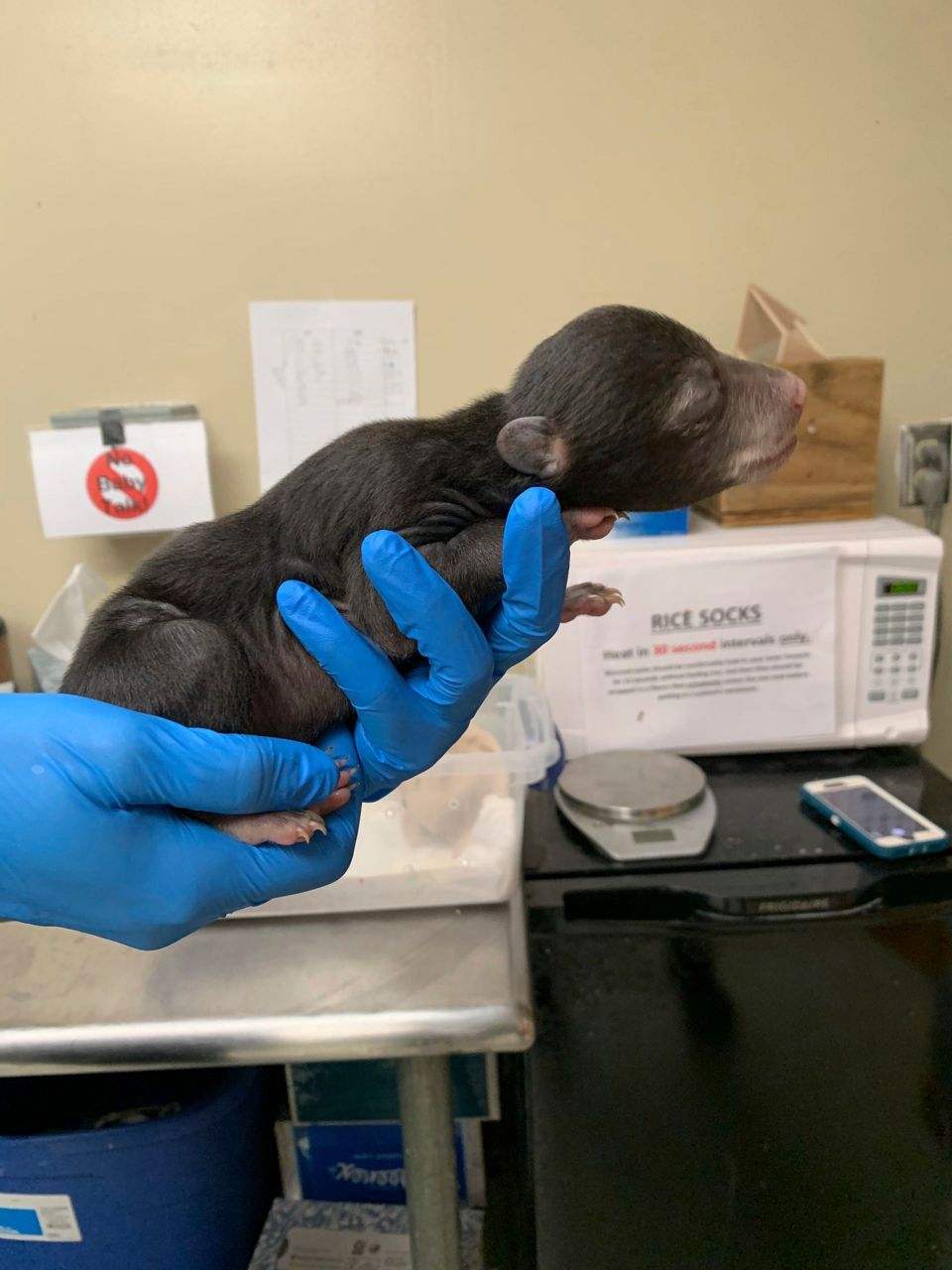 Takes a village: Bear 'foster mom' raises cub saved by dog