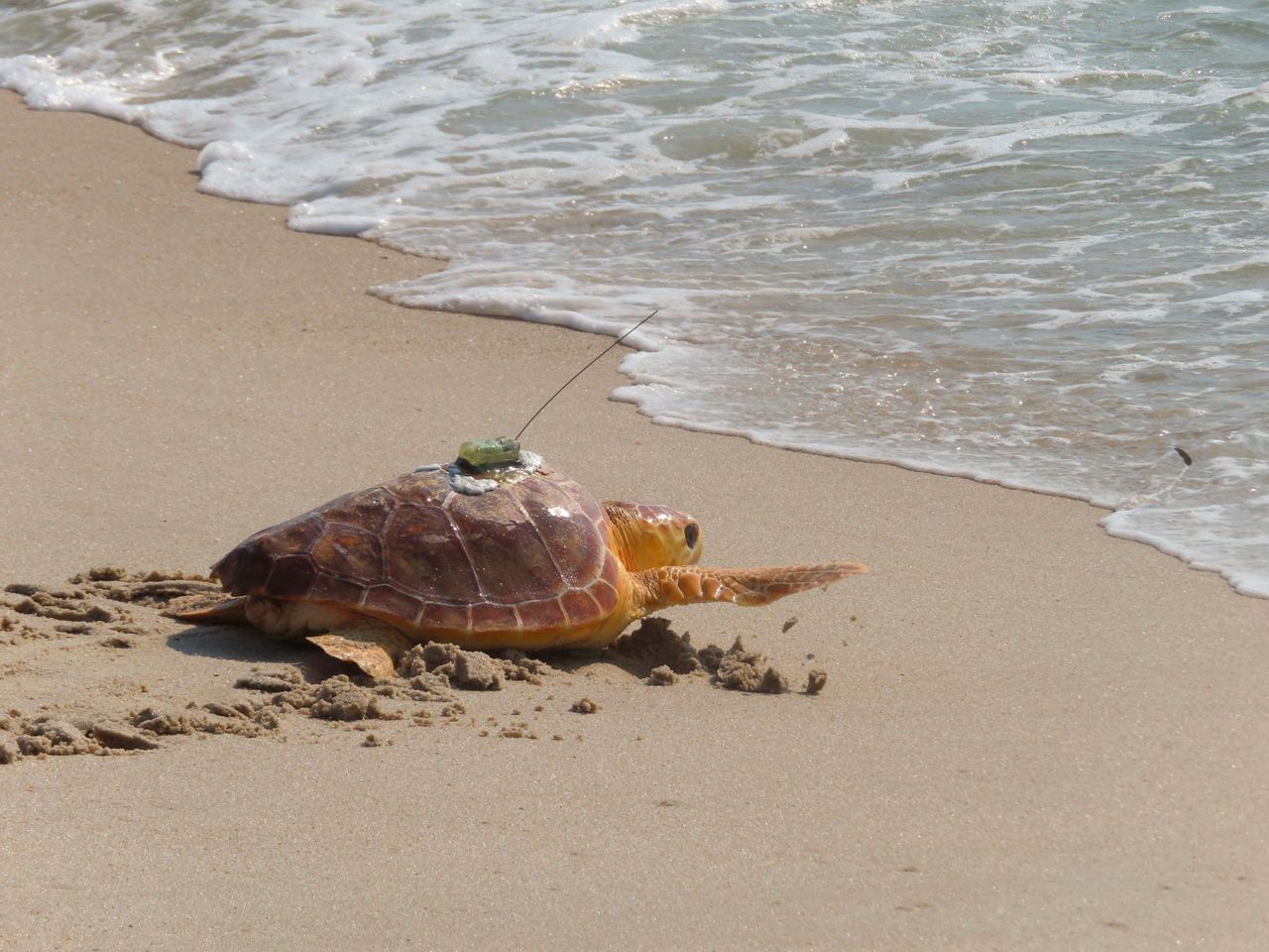 World's toughest turtle? Survivor among 8 returned to ocean
