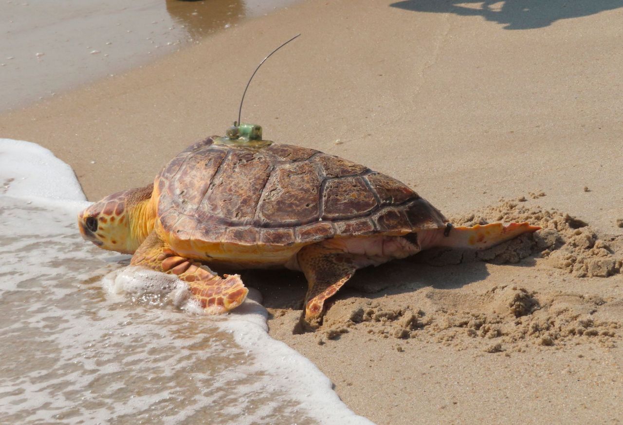 World's toughest turtle? Survivor among 8 returned to ocean