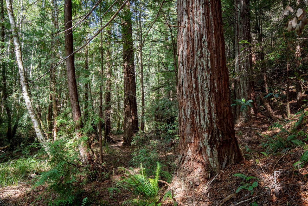 California redwood forest returned to native tribal group