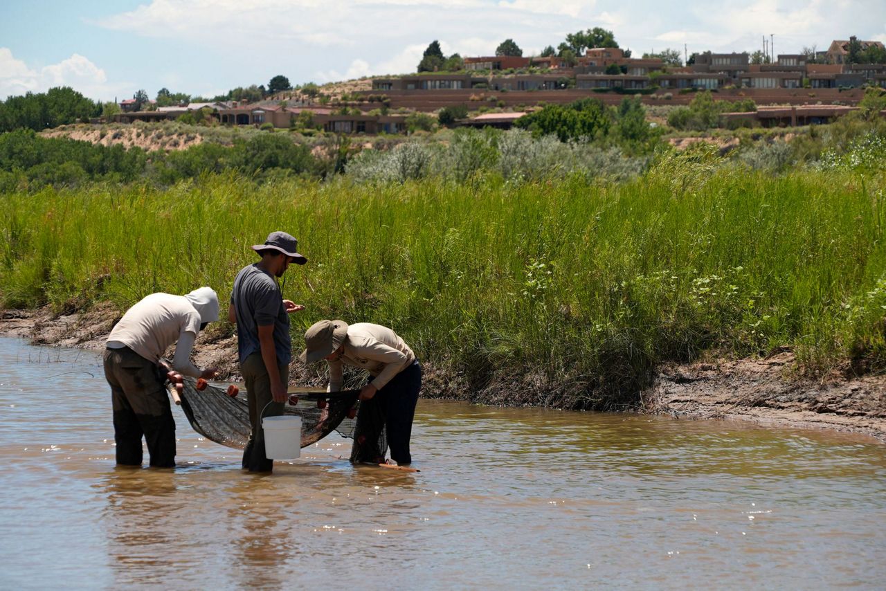 A race to save fish as Rio Grande dries, even in Albuquerque