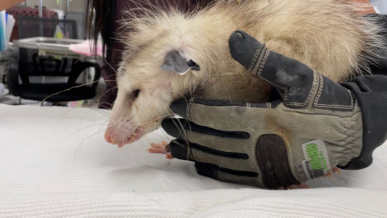 Report: Increase in various animals being hit by vehicles