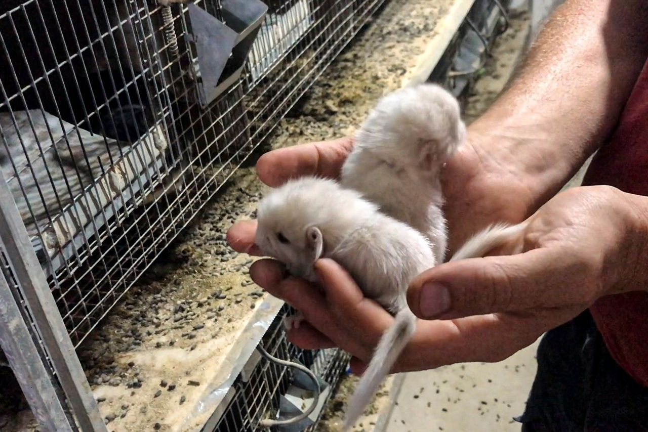 Welfare group reports severe breaches on Romanian fur farms