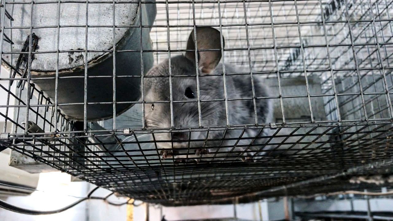 Welfare group reports severe breaches on Romanian fur farms