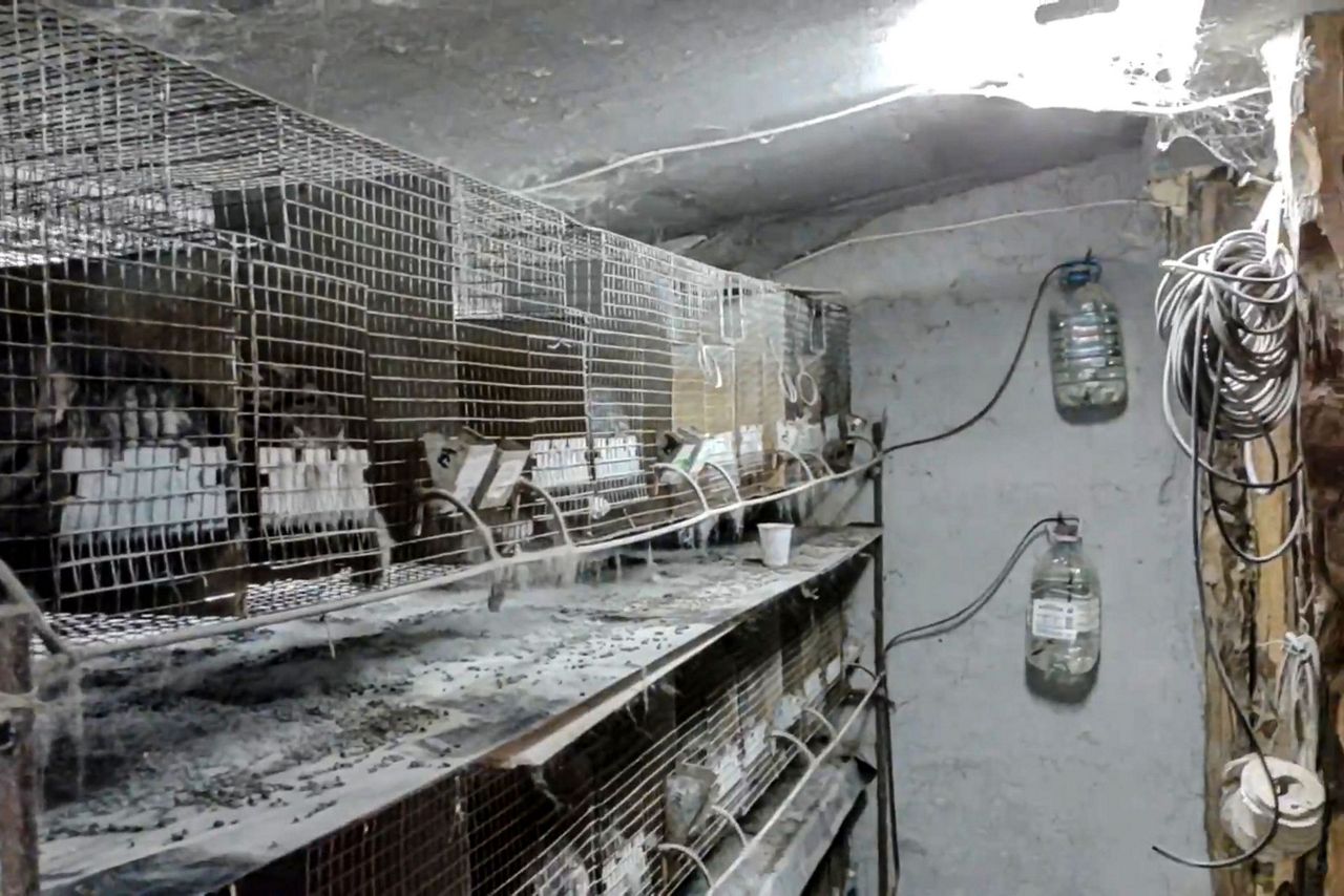 Welfare group reports severe breaches on Romanian fur farms