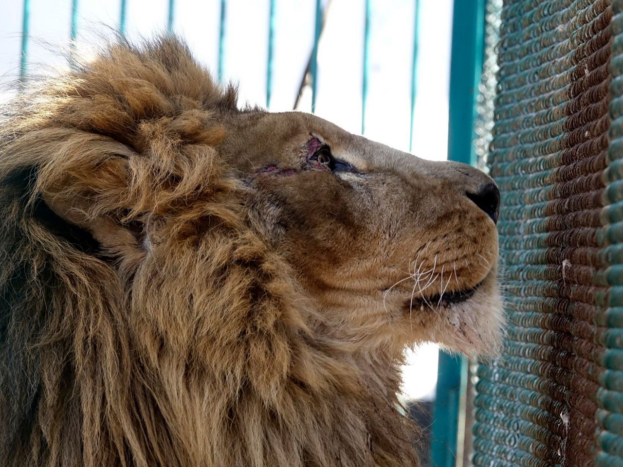 Simba the lion, wolf safely evacuated from war-torn Ukraine