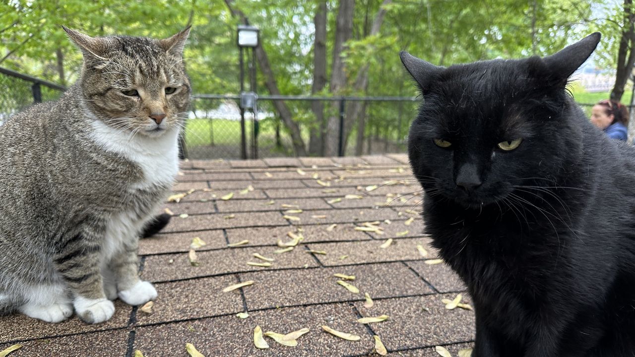 The cat's meow: A home for felines on Roosevelt Island