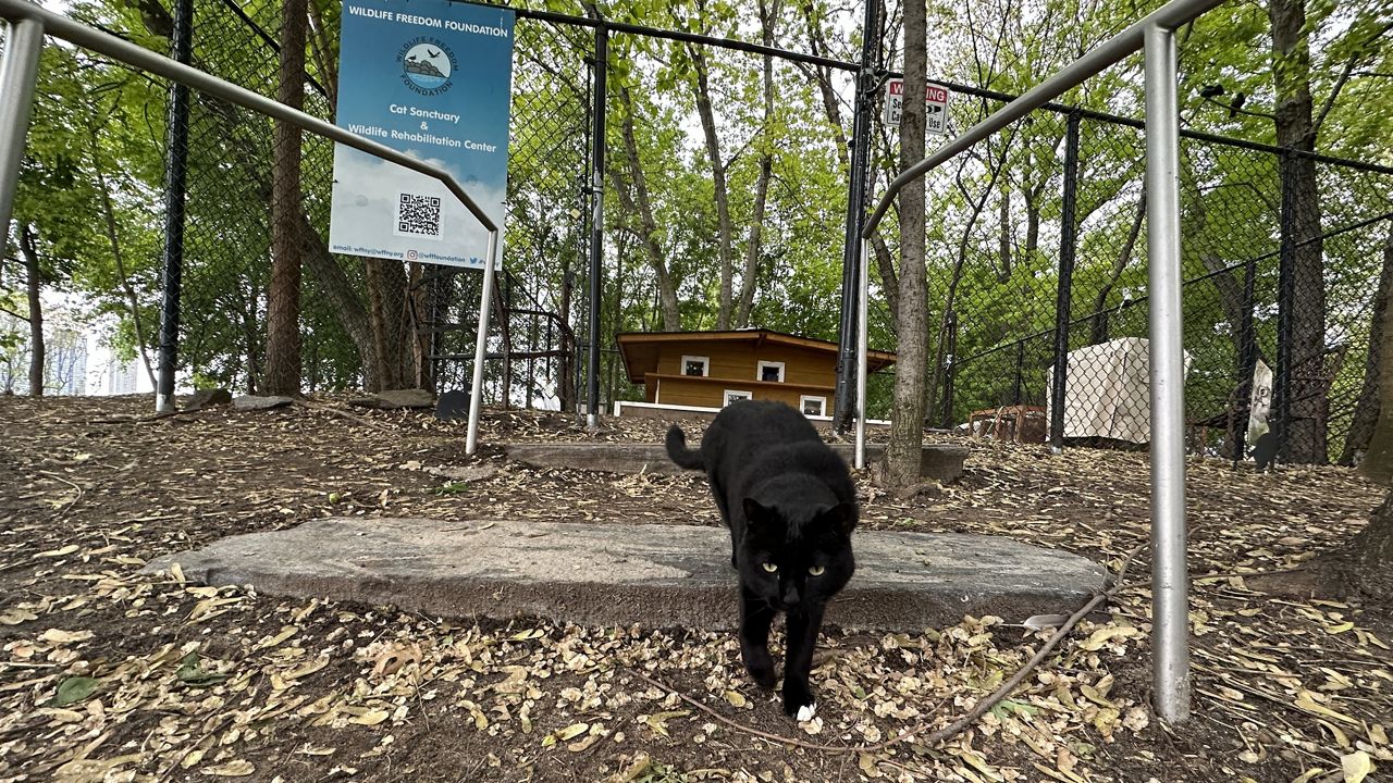 The cat's meow: A home for felines on Roosevelt Island