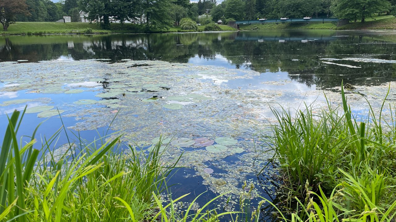 Possible cyanobacteria in Rubber Thread Pond in Easthampton