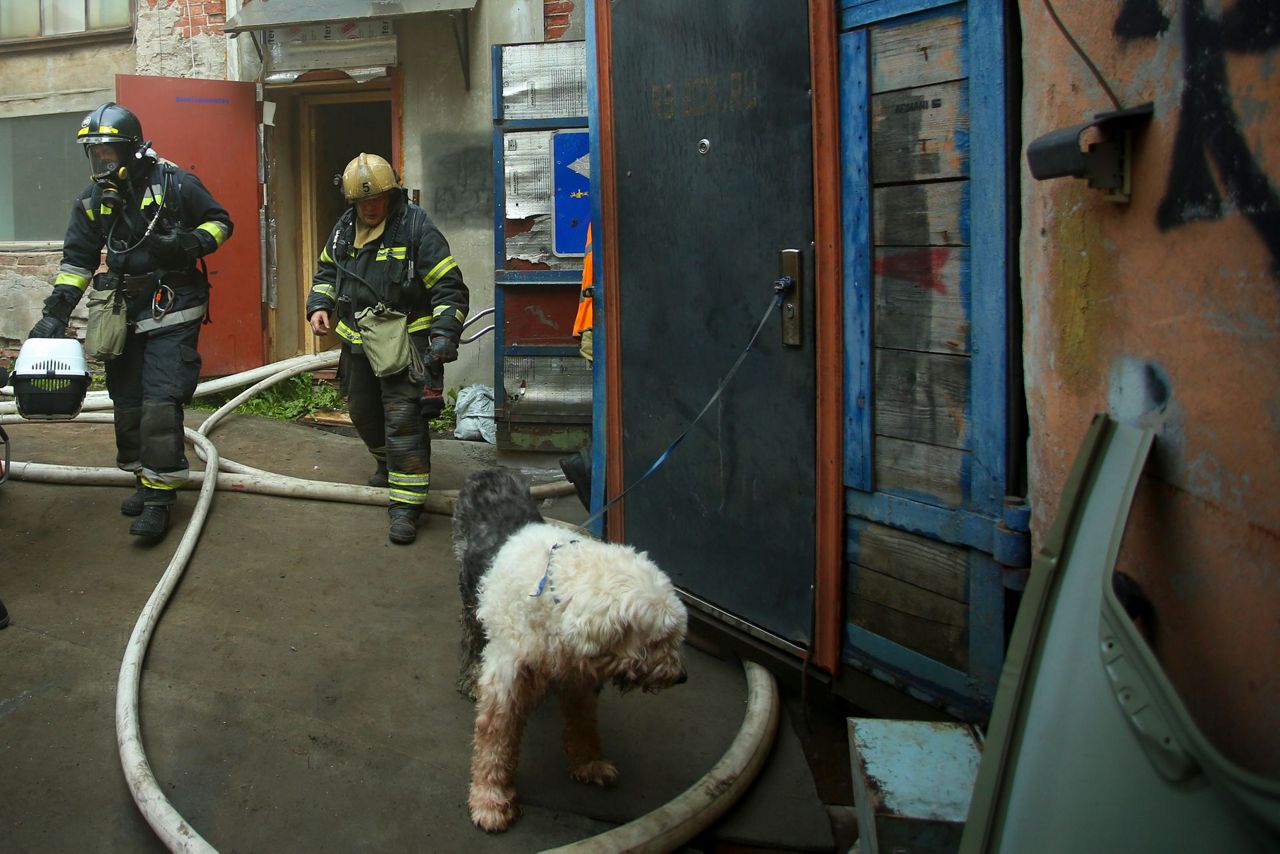 Russian fire teams save 300 cats from burning animal shelter