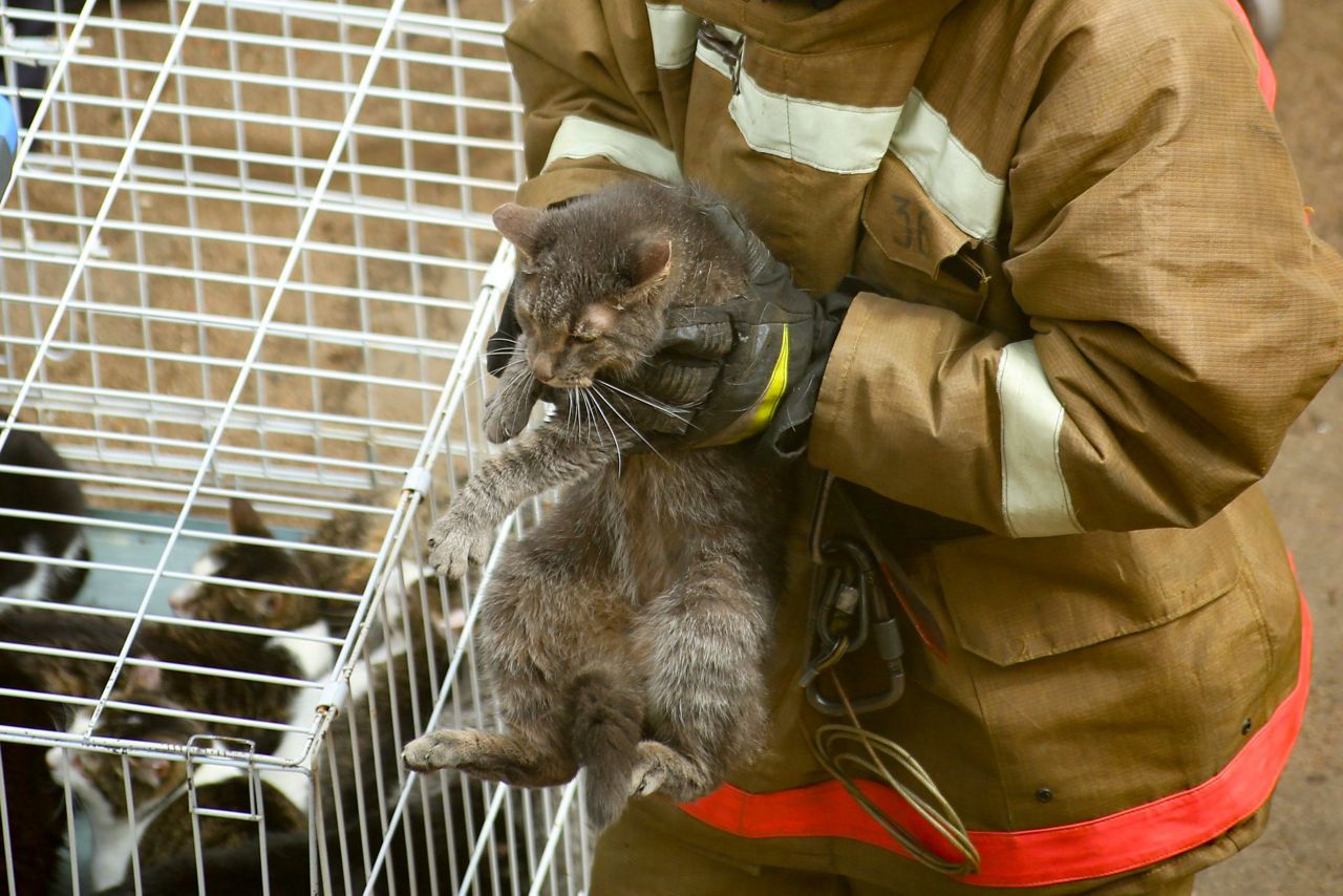 Russian fire teams save 300 cats from burning animal shelter