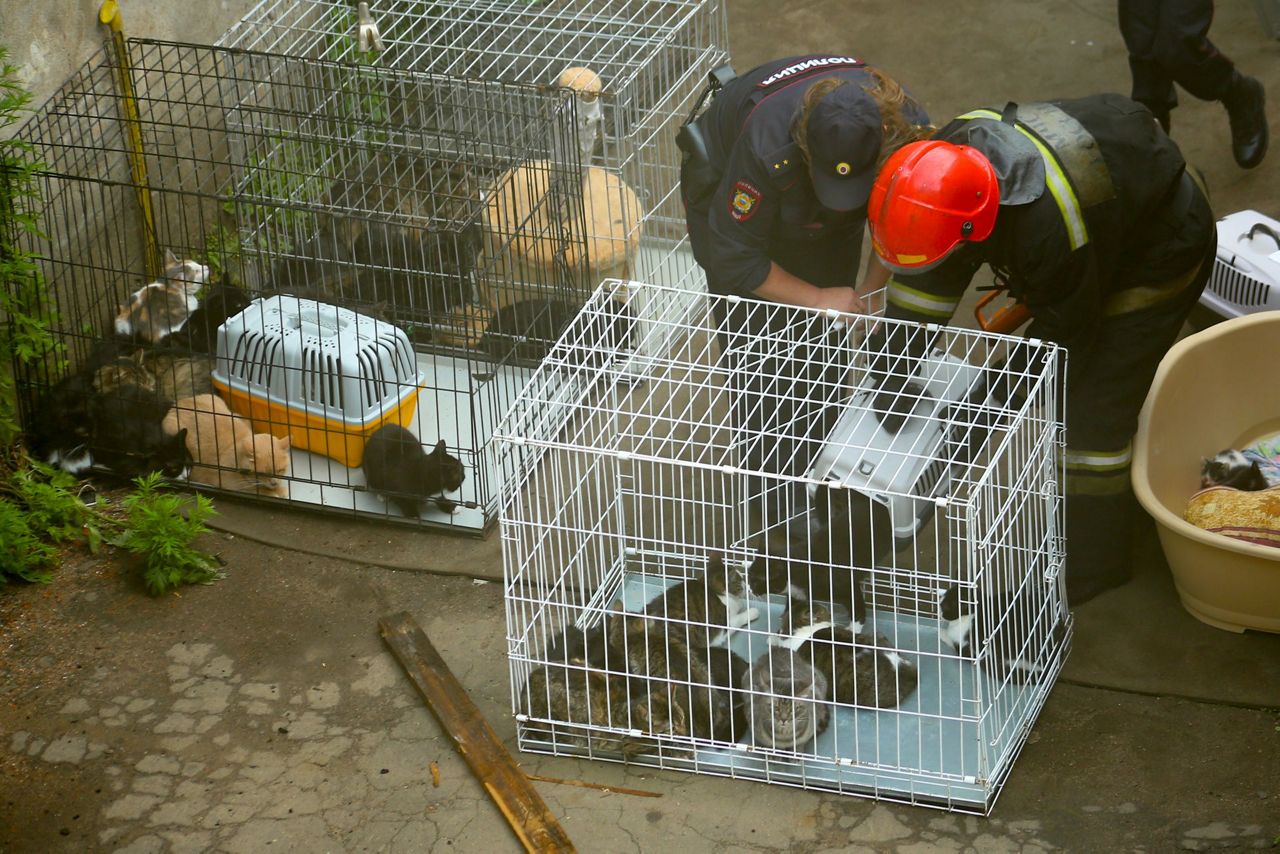 Russian fire teams save 300 cats from burning animal shelter