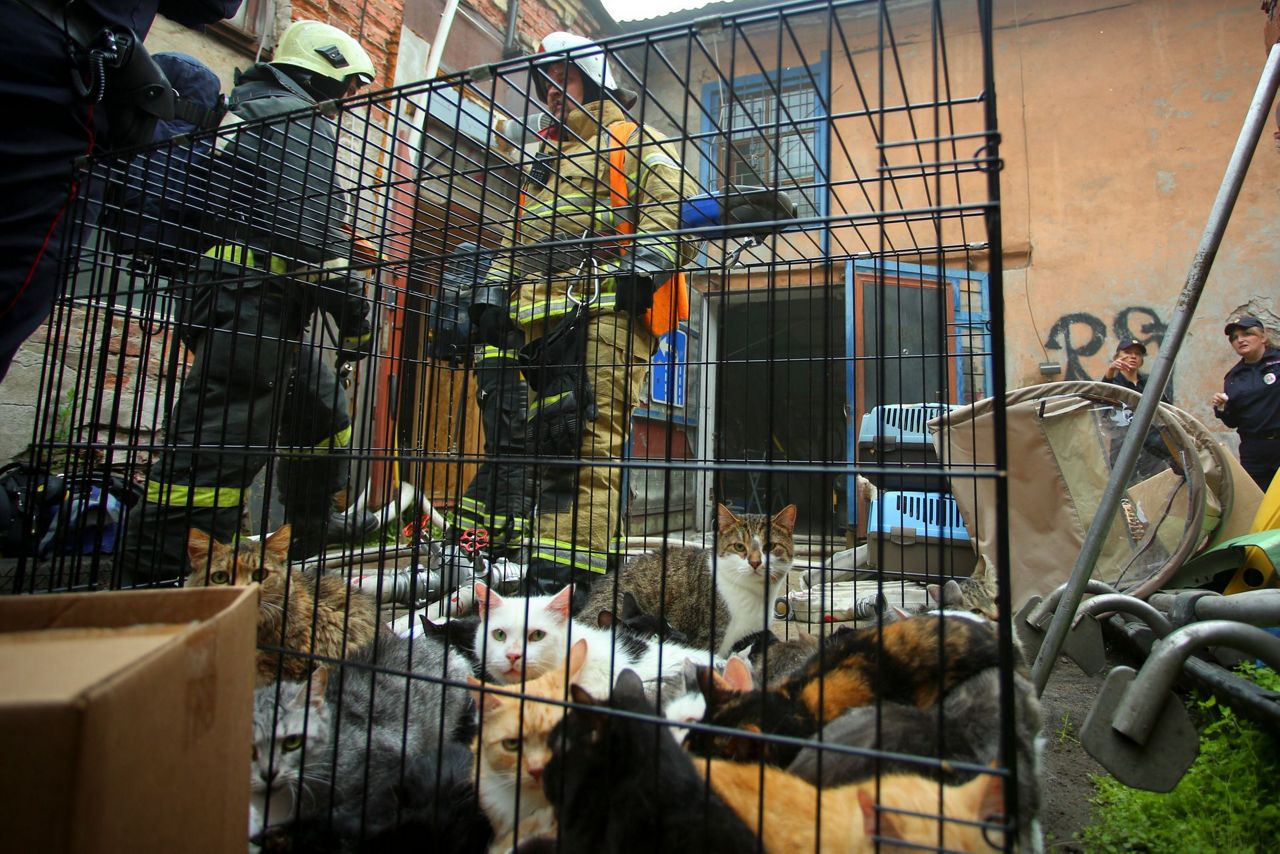 Russian fire teams save 300 cats from burning animal shelter