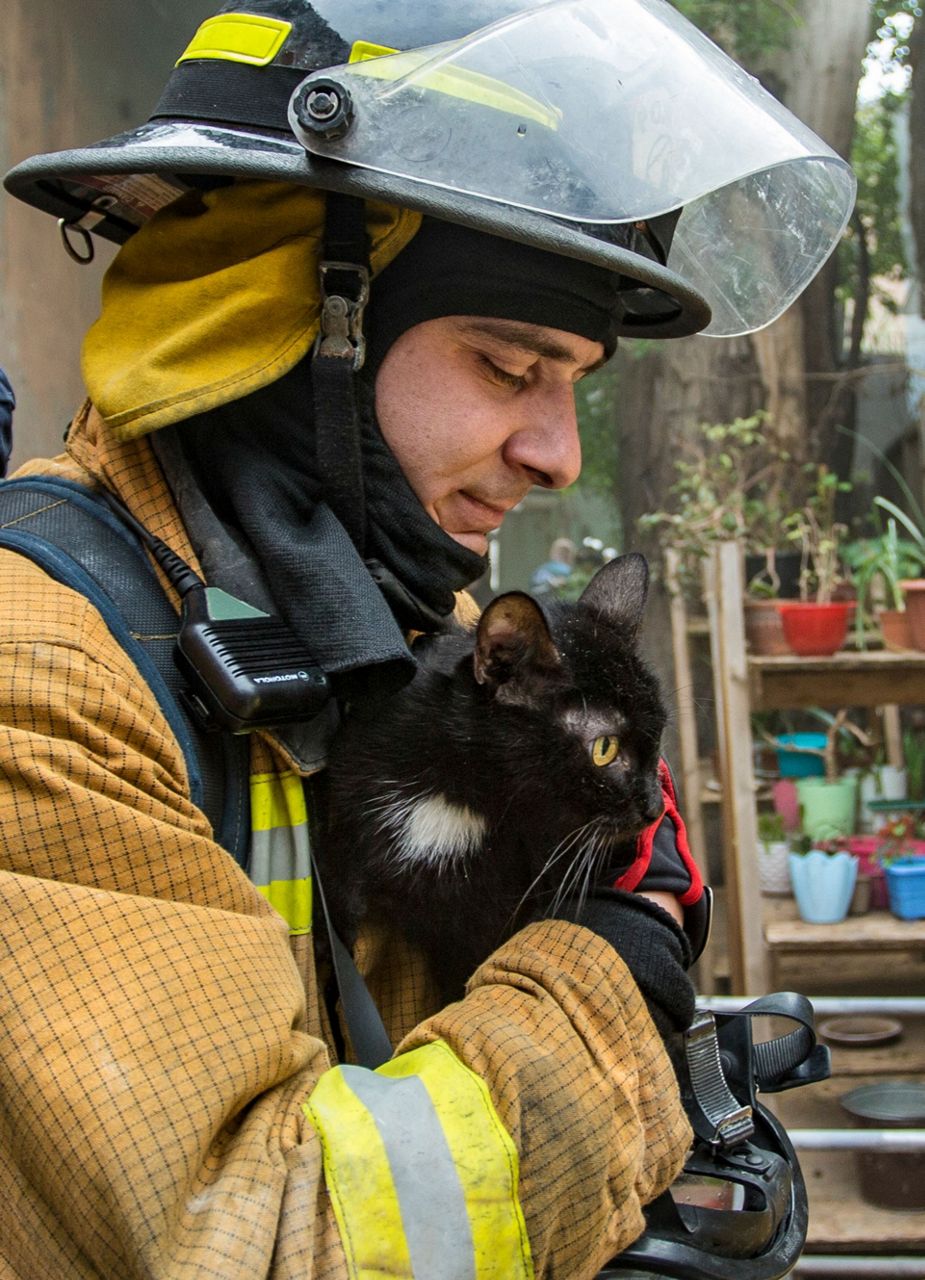 Russian fire teams save 300 cats from burning animal shelter