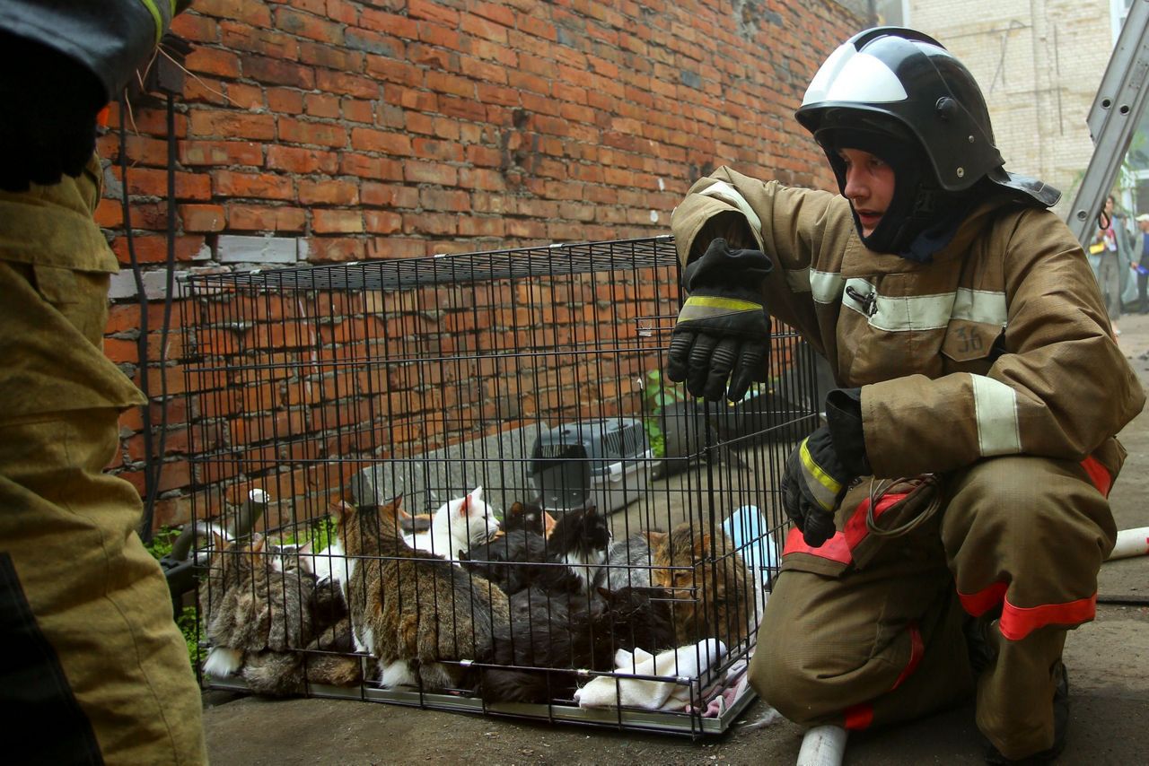 Russian fire teams save 300 cats from burning animal shelter