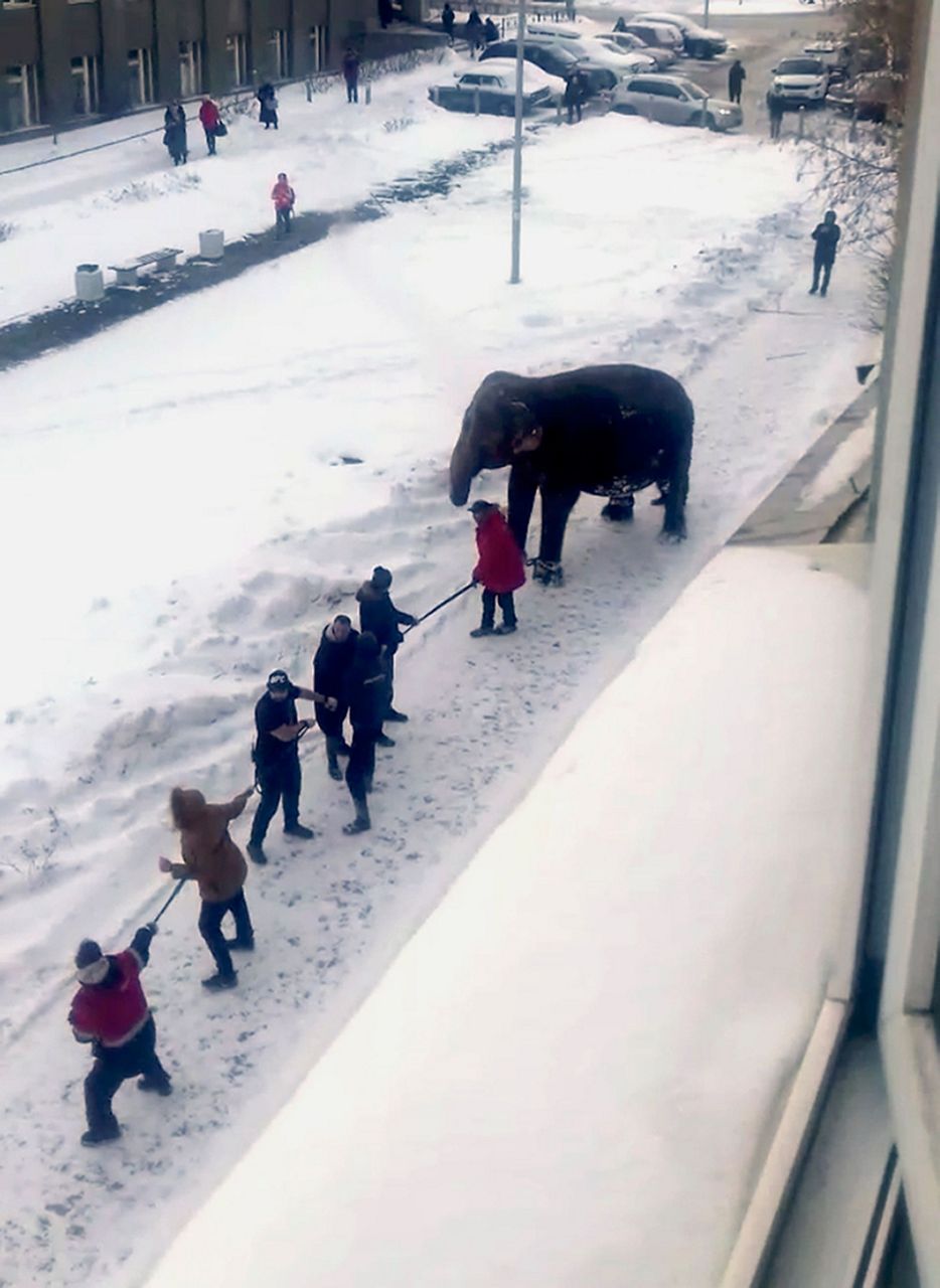 2 elephants escape from circus in Russian city