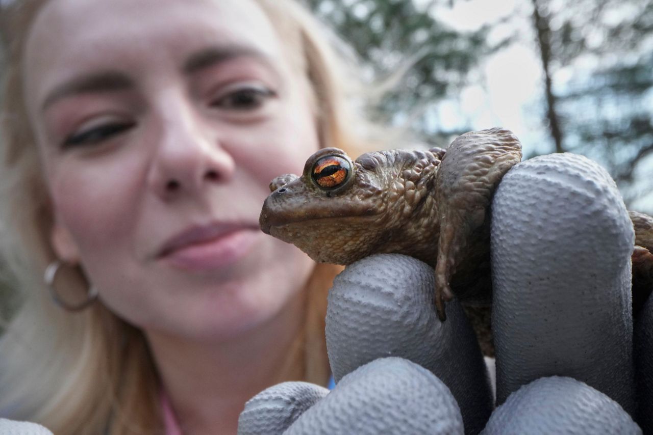 A Russian bucket brigade helps toads and frogs cross the road to get to ...
