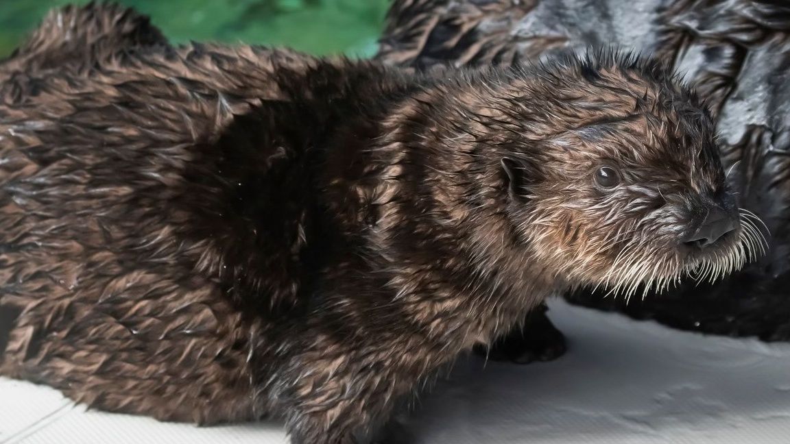 Sea otter finds new home in Brooklyn