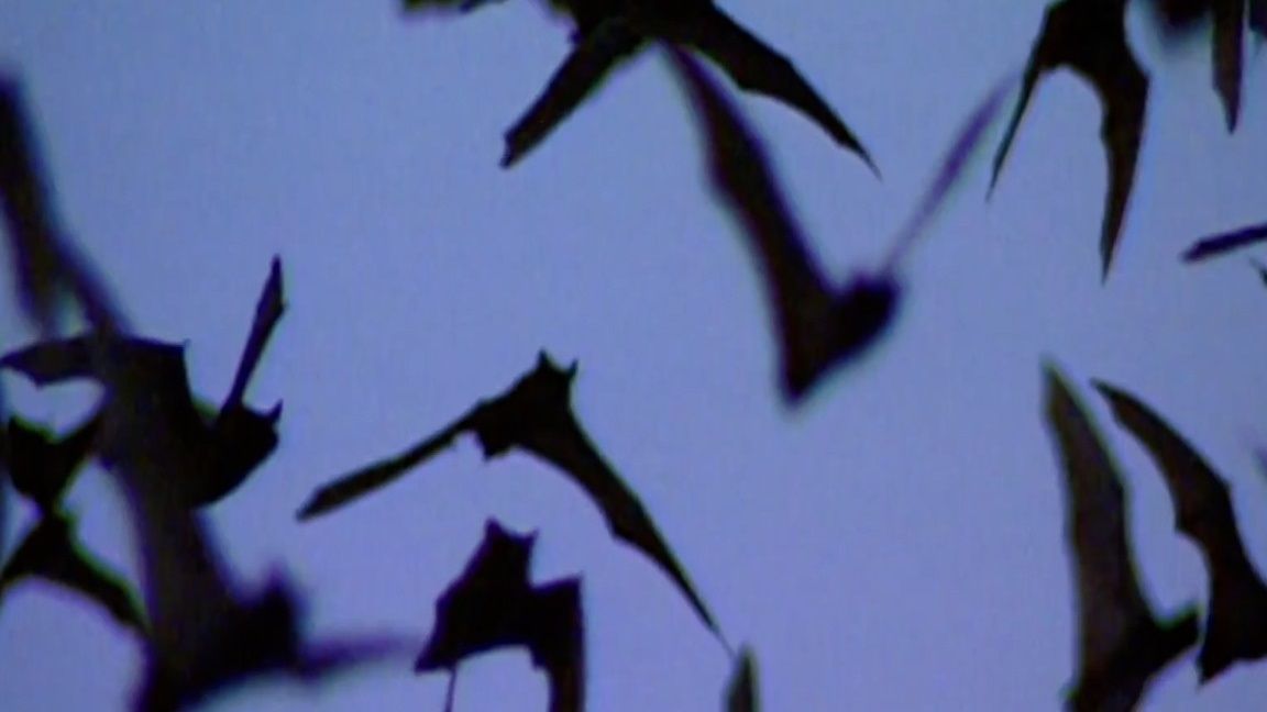 Rabies: When animal bites can turn deadly