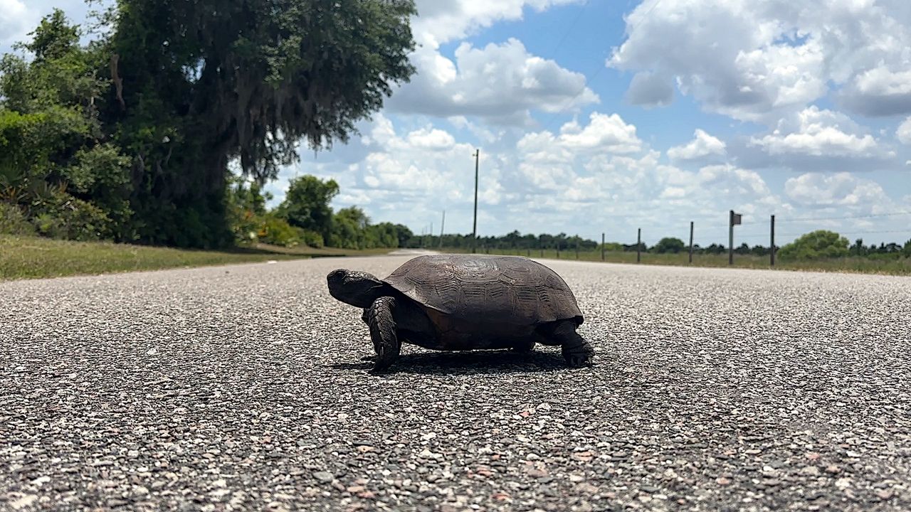 Split Oak toll road gets approval