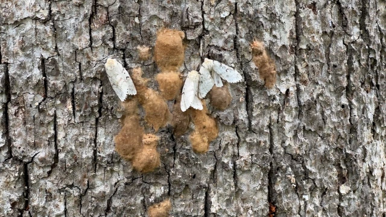 Wisconsin spongy moth outbreak