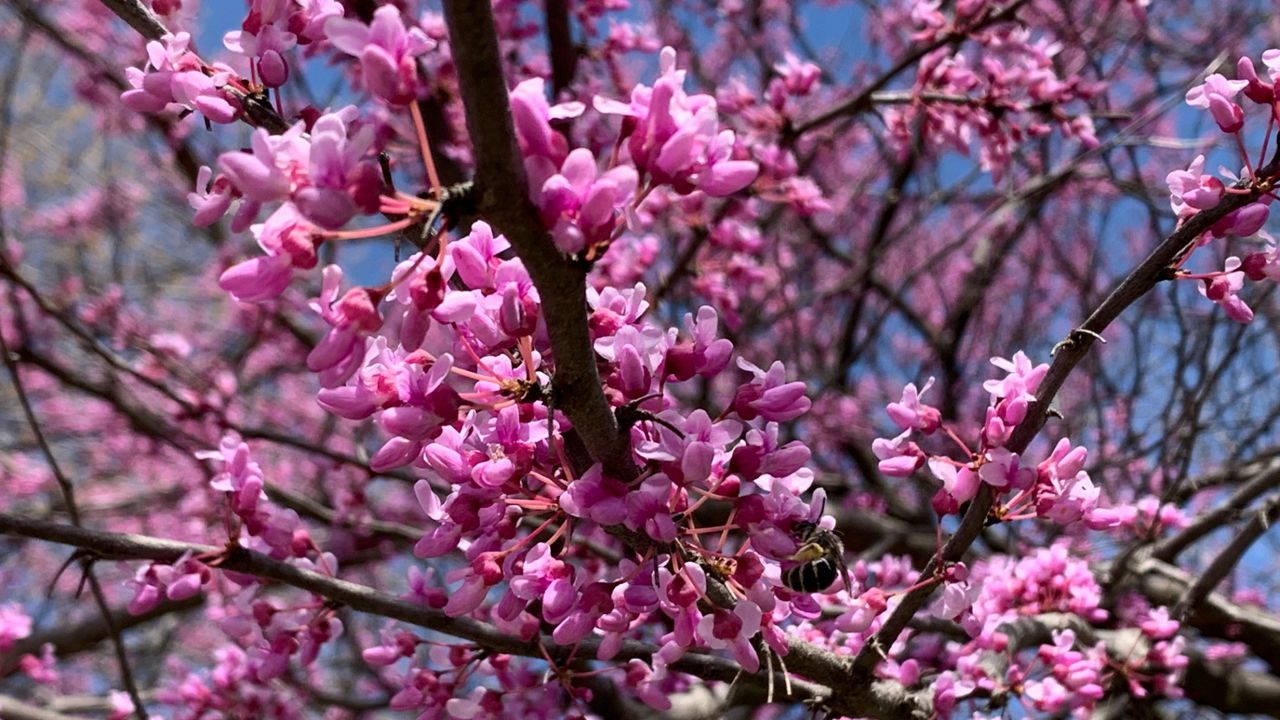 Forage your yard for these tasty edible flowers