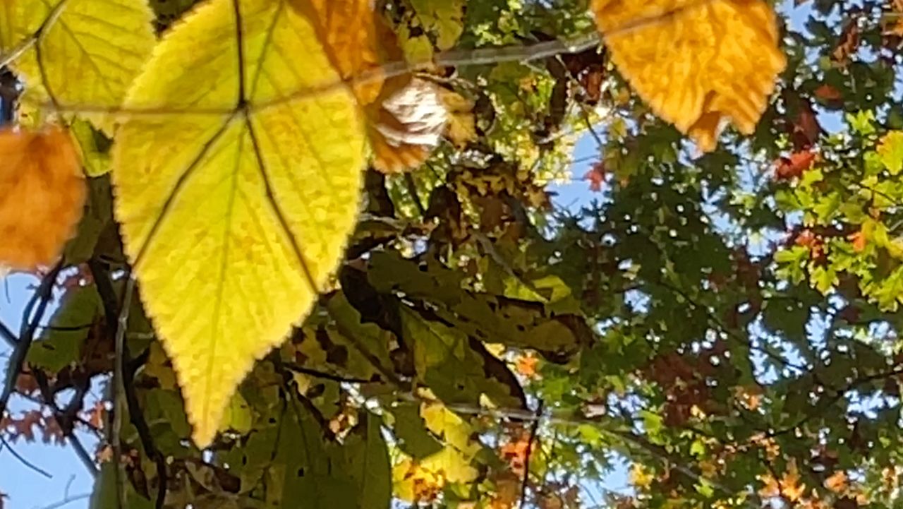 Fall foliage is on display in the St. Louis area