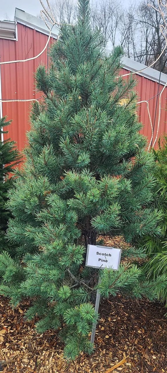 STL area Christmas tree farm has a good crop despite drought