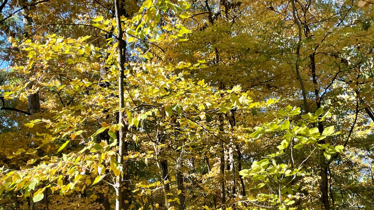 Fall foliage is on display in the St. Louis area