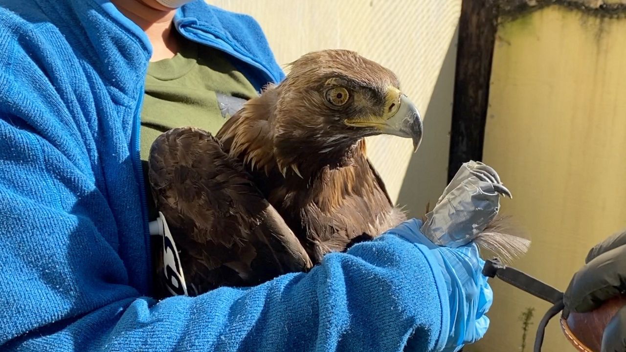 Golden eagle released after being rescued during storm