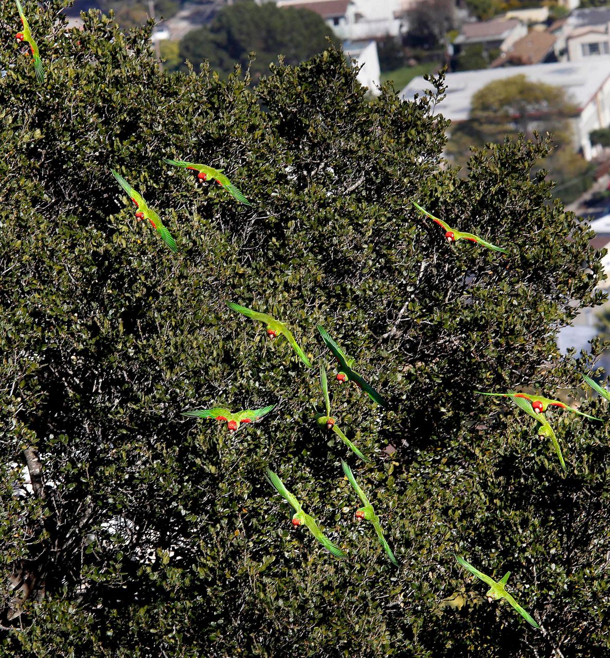 San Francisco's wild parrots branching out throughout city