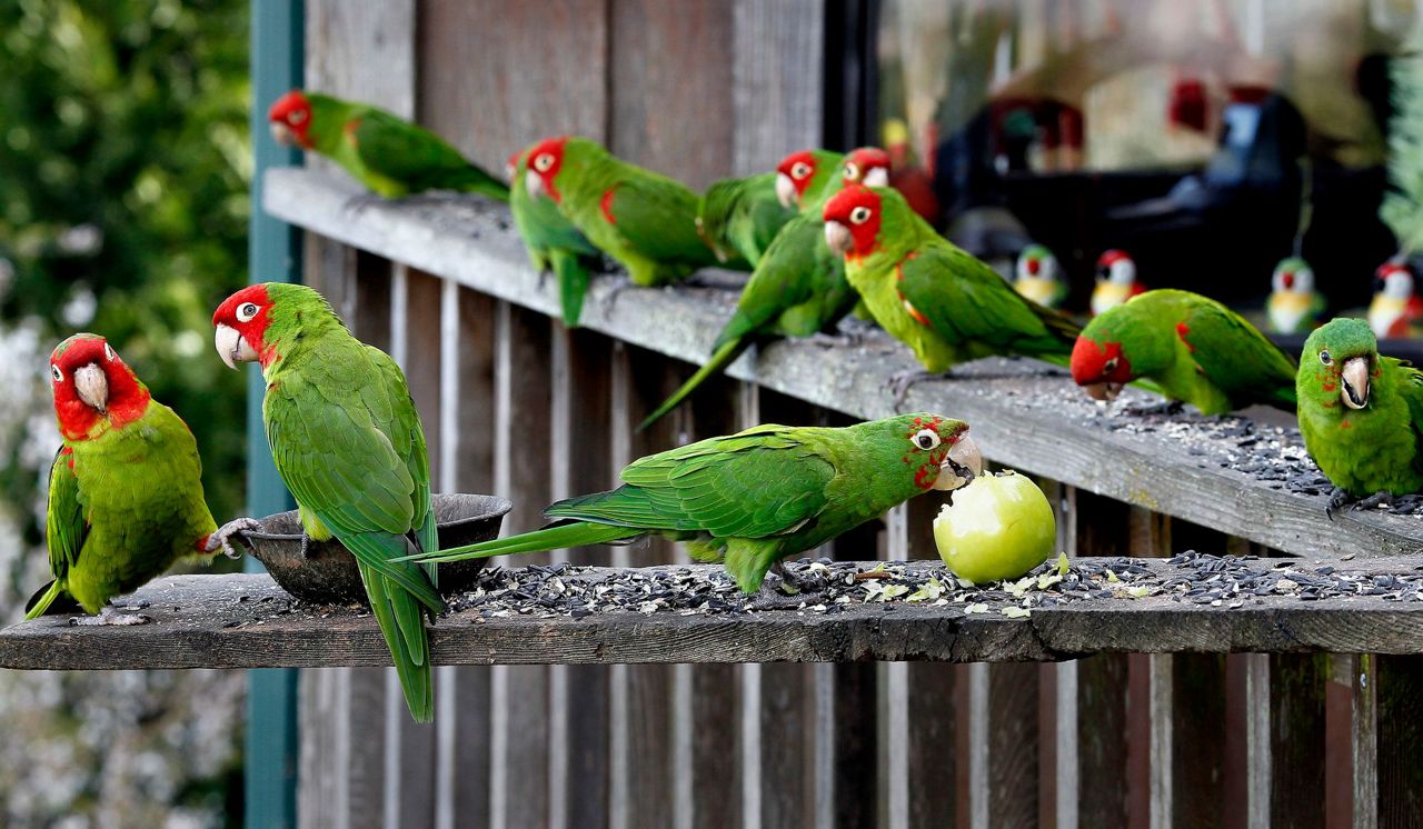 San Francisco's wild parrots branching out throughout city