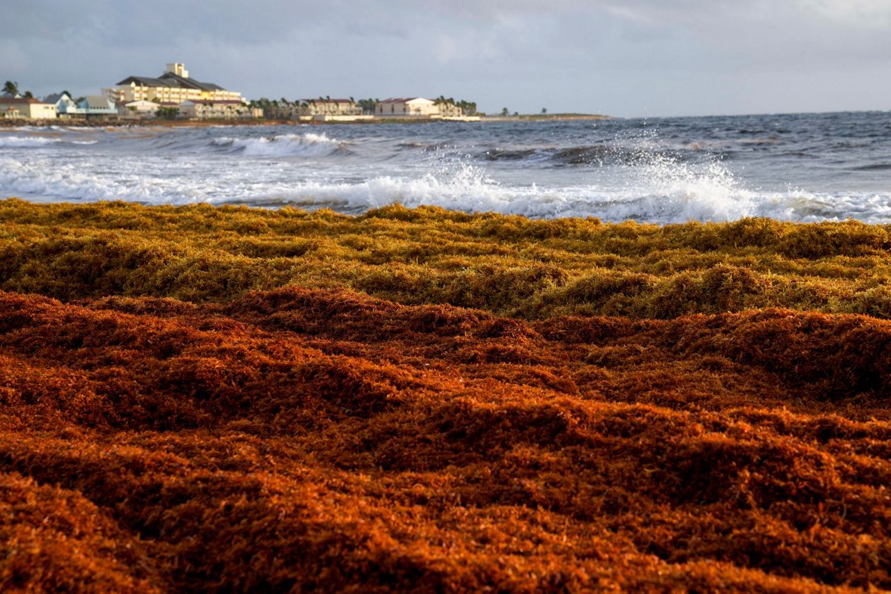 EXPLAINER: Behind big seaweed belt lurking for some beaches