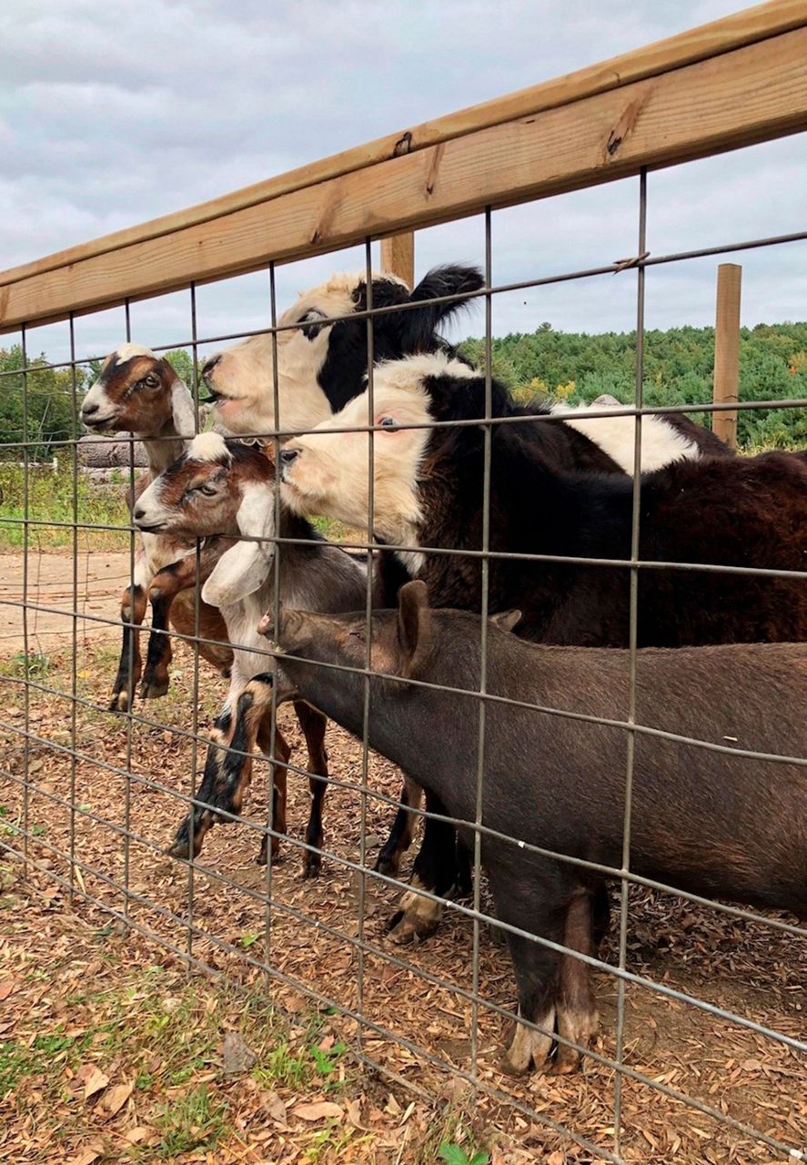 Animal sanctuary, farm team up to save pig from slaughter