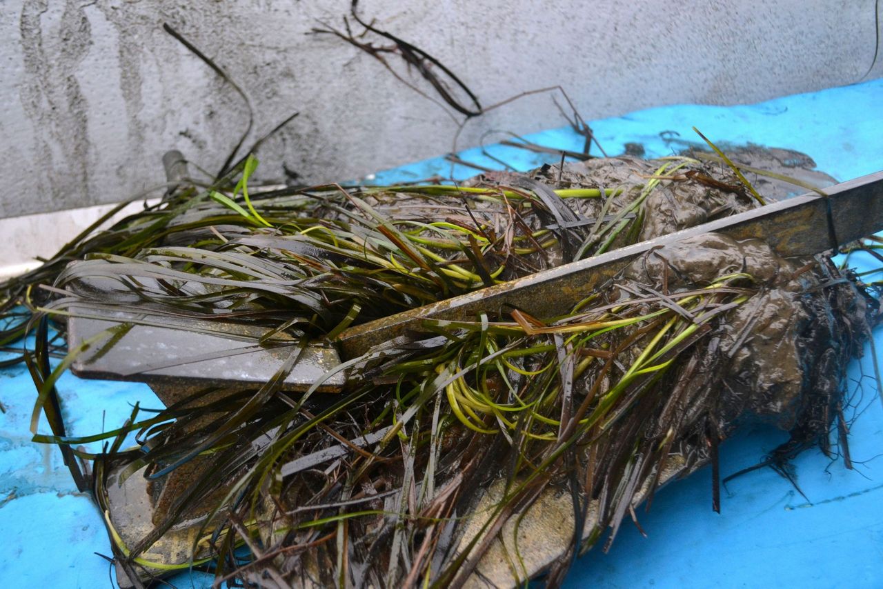 Scientists struggle to save seagrass from coastal pollution