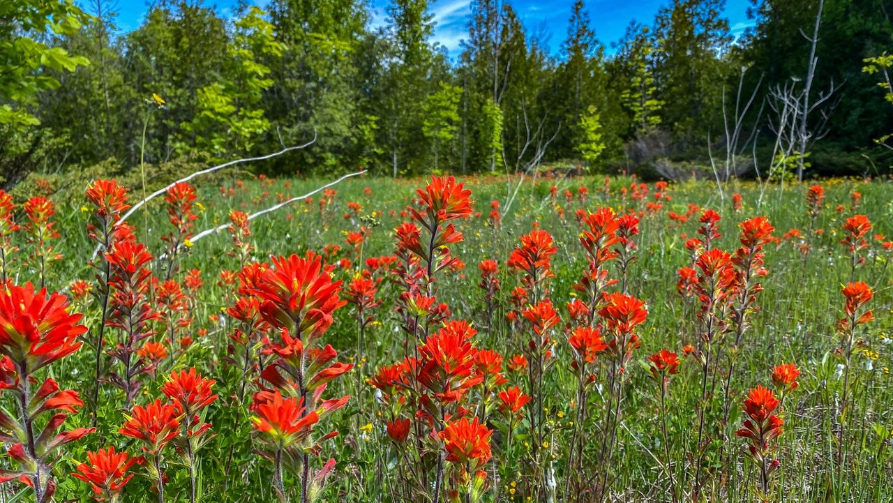 Exploring Ohio: Wildflower Bloom Report