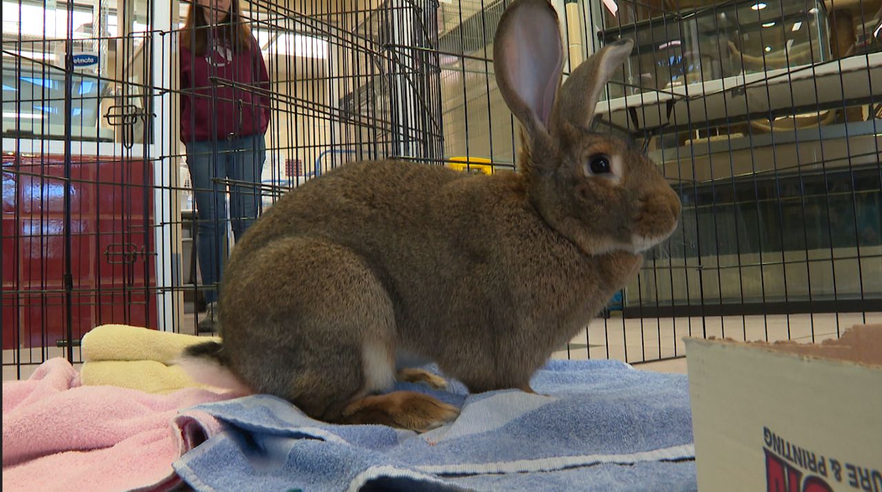 Berkshire Humane Society celebrating 'Adopt a Rabbit Month'
