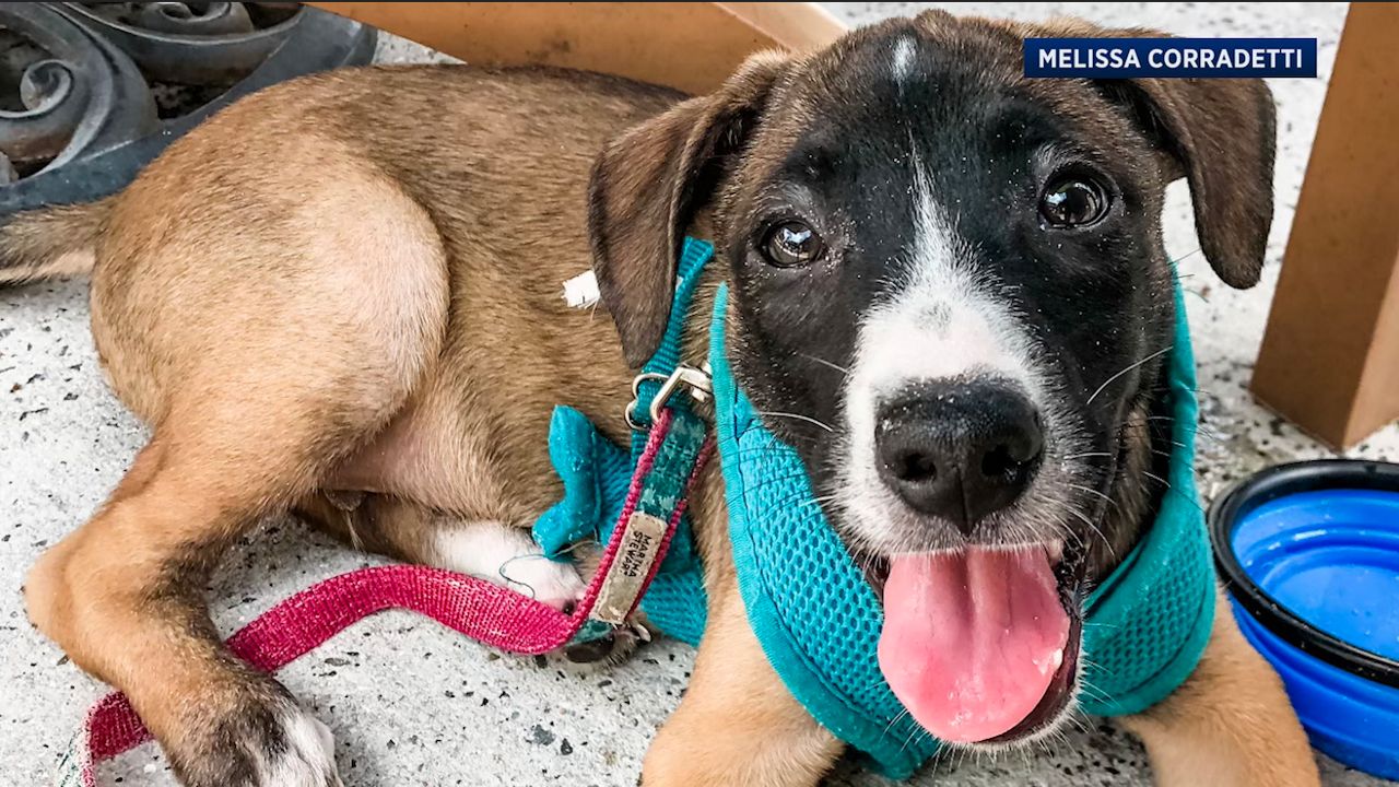 Advocates raise concerns over new CDC dog import rules