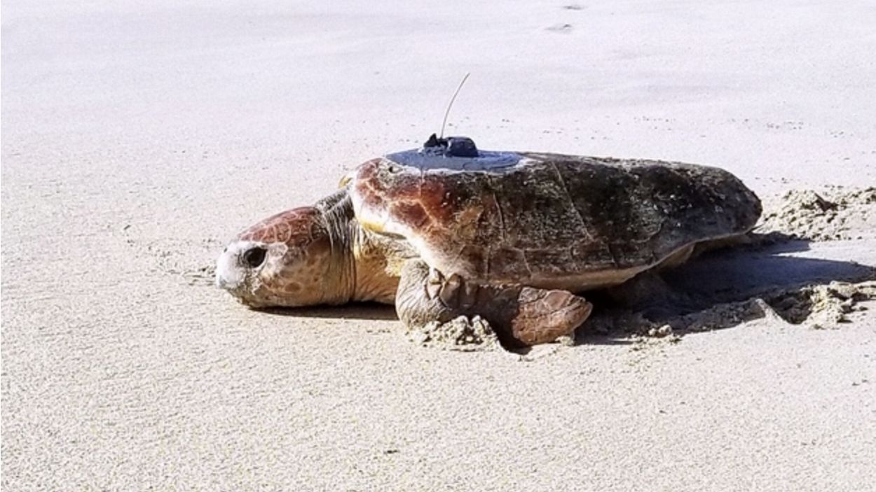 Sea Turtle Preservation Society marks 40 years of service