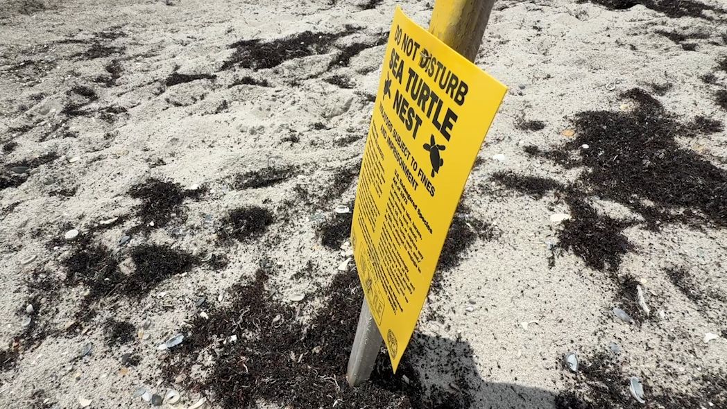 Brevard County poised for record breaking sea turtle nests