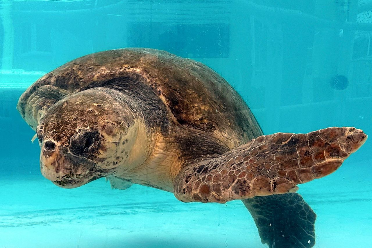 Sea turtle nests break records on US beaches, but global warming ...