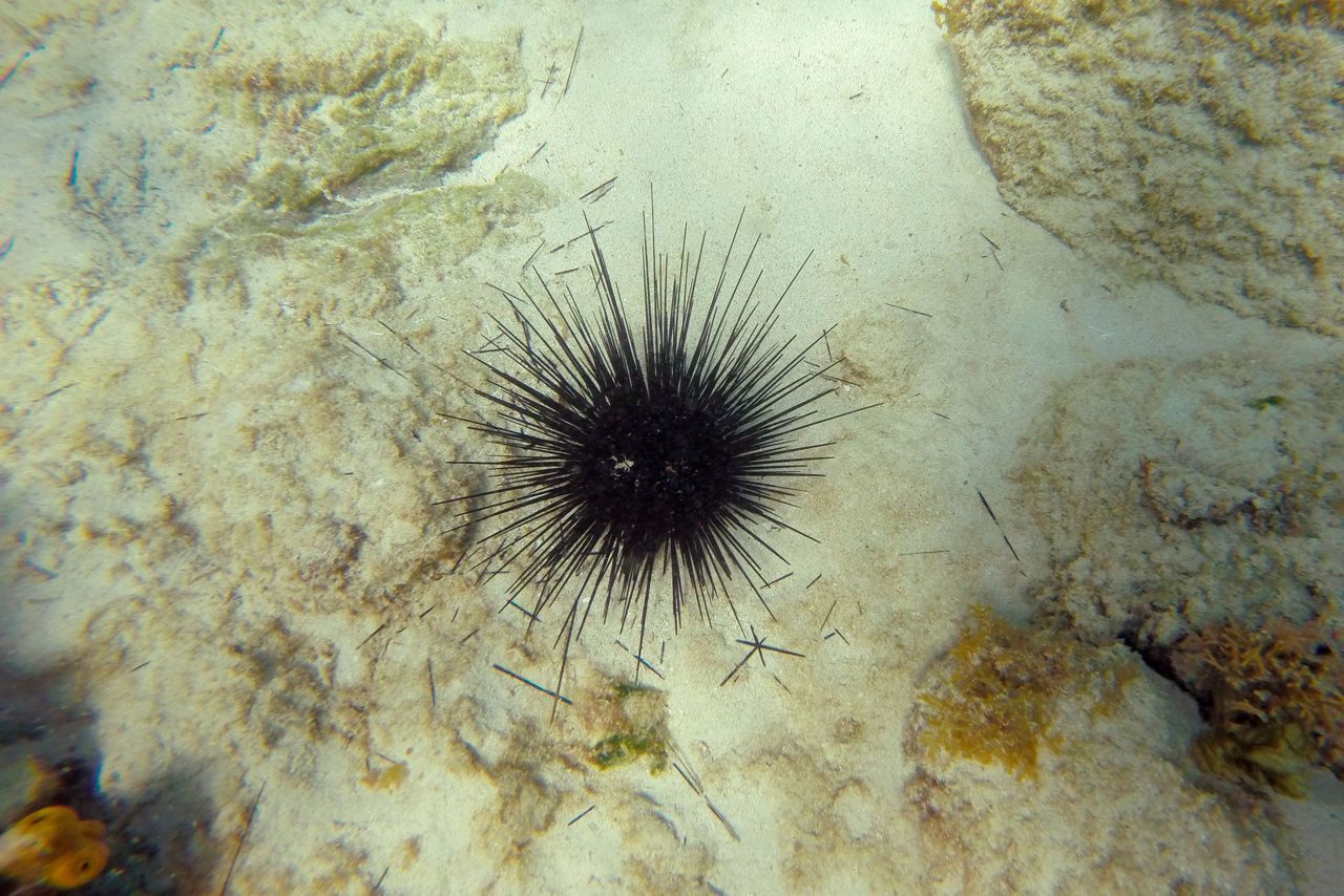 Mystery solved: Scientists ID Caribbean sea urchin killer