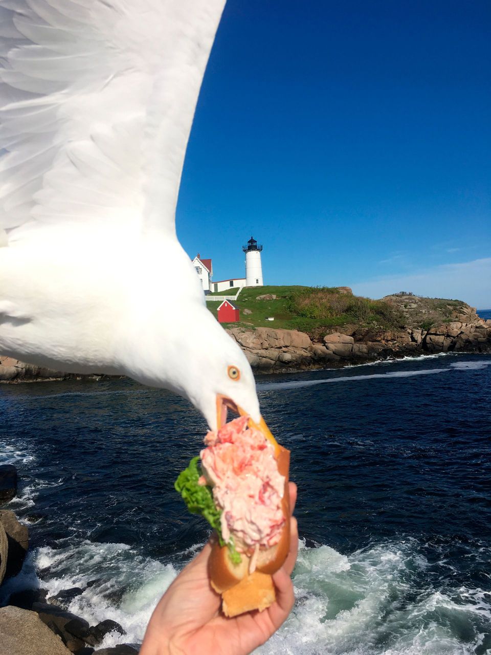 Seagull photobombs, steals woman's lobster roll