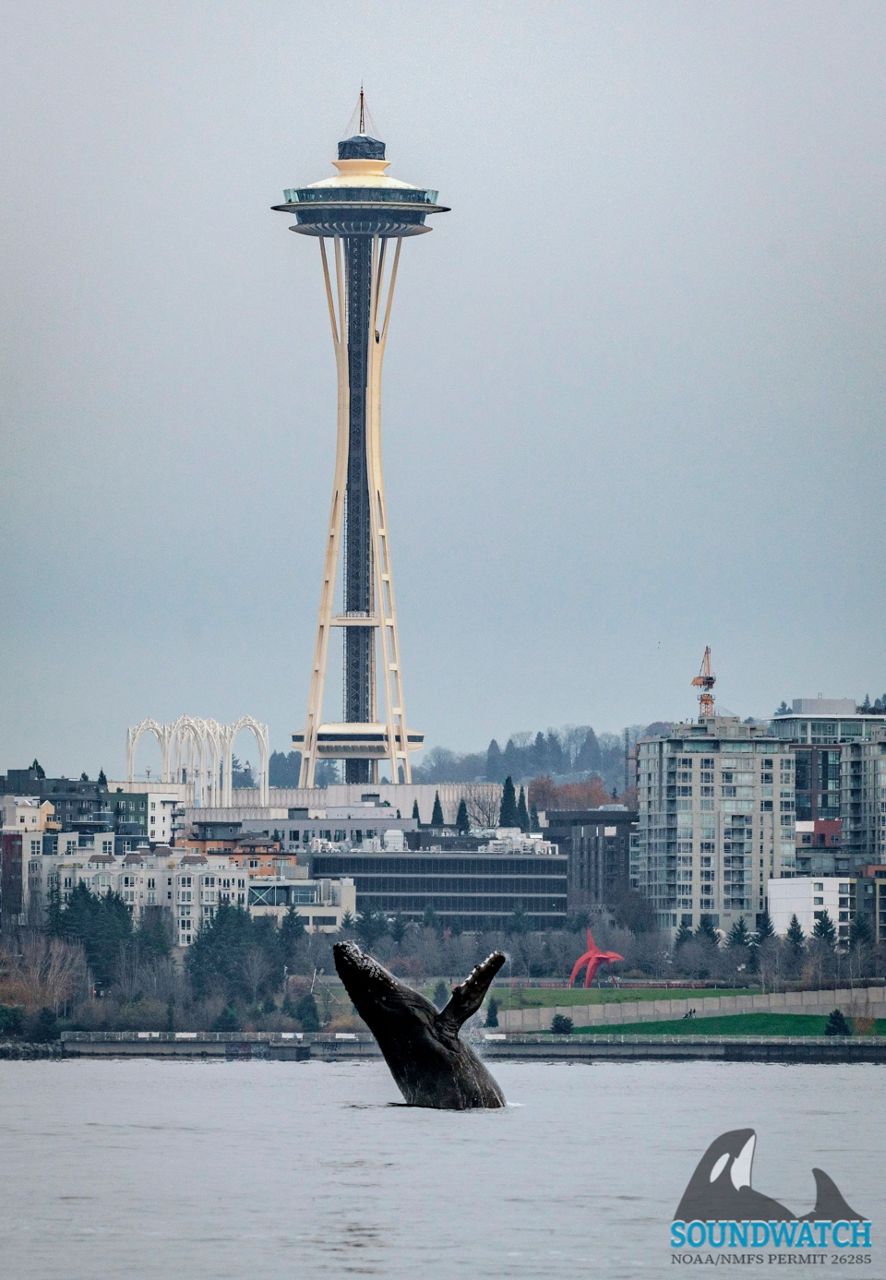 Photographs capture humpback whale's Seattle visit, breaching in waters in front of Space Needle