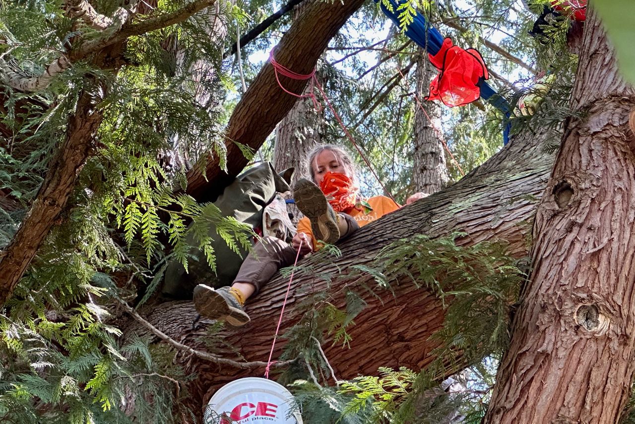 Seattle climate activists roost in old cedar tree to prevent it from ...