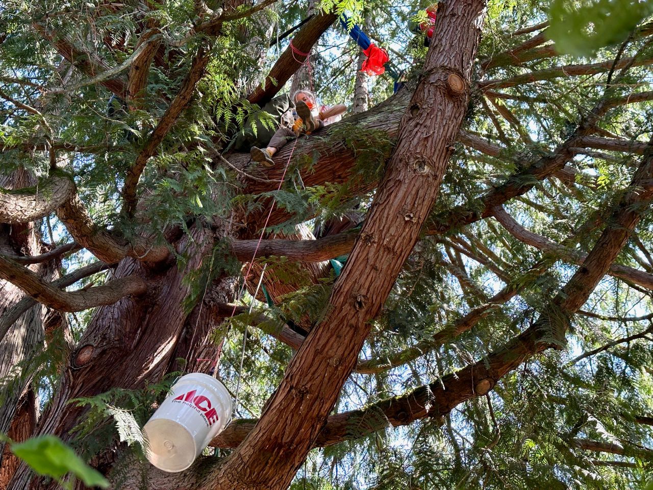 Seattle climate activists roost in old cedar tree to prevent it from ...